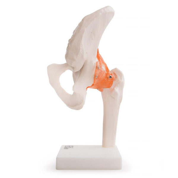 66fit Human Hip Joint Anatomical Model - Victor Wholesale