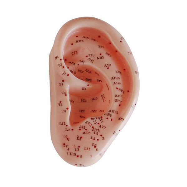66fit Ear Acupuncture Model - 13cm - Victor Wholesale